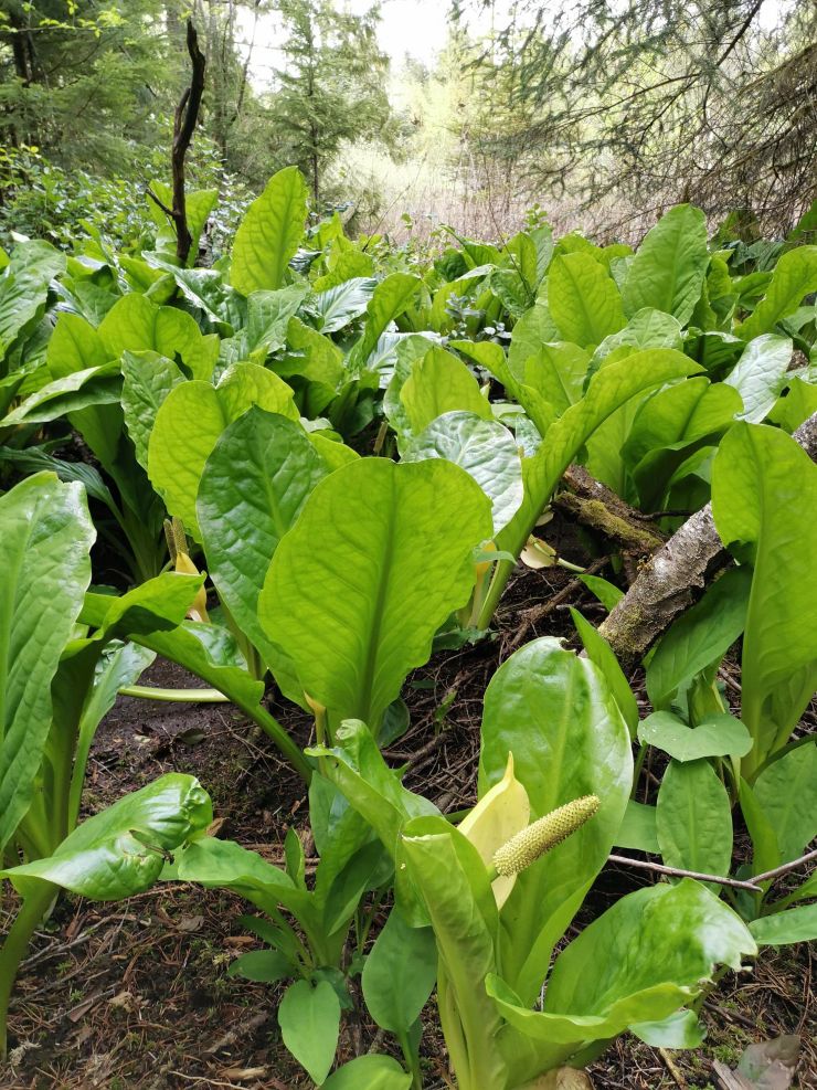 Burns Bog and Delta Nature Reserve Added to Canada’s Protected Areas ...