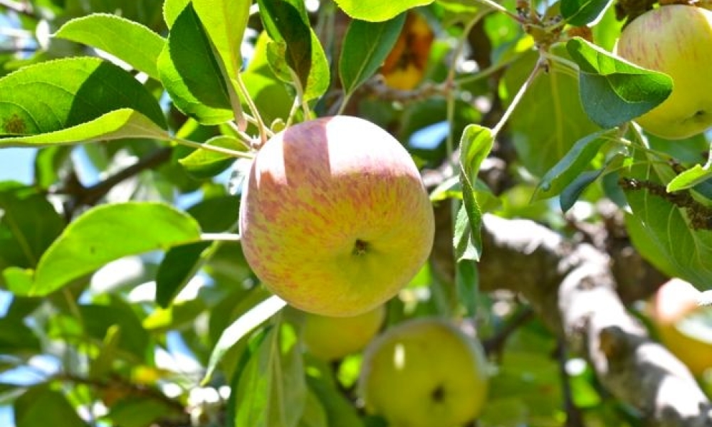 Planting Our Roots - Free Tree Project | City of Delta