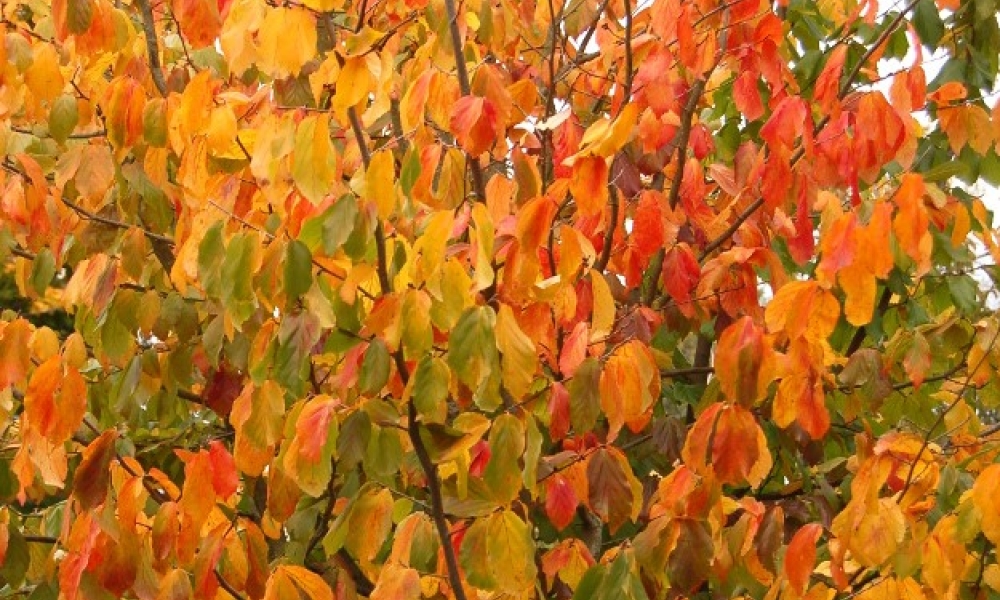 Planting Our Roots - Free Tree Project | City of Delta