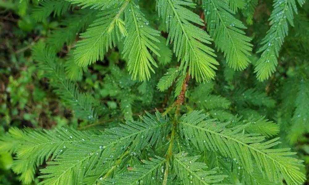 Planting Our Roots - Free Tree Project | City of Delta