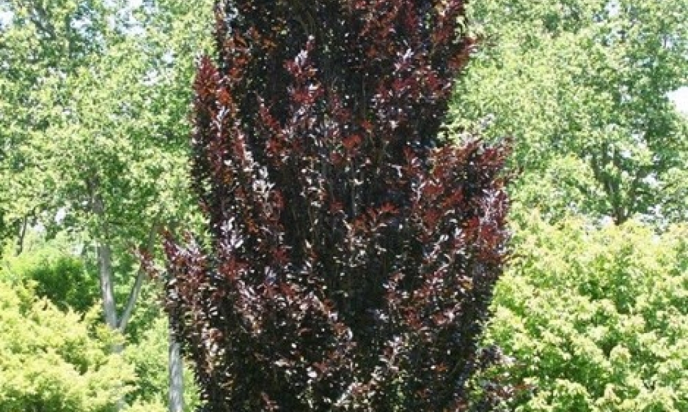 Planting Our Roots - Free Tree Project | City of Delta